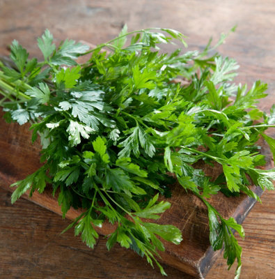 Parsley French Flat Leaf in 9cm Pot - Ready to Plant - Perfect for ...
