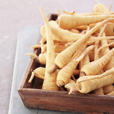 Parsnip Arrow Seeds - Sweet Coreless Roots for Containers & High ...