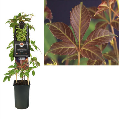 Parthenocissus Henryana, 17cm Pot Size, 75cm Tall, Virginia creeper ...