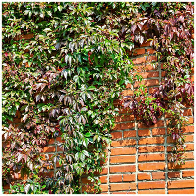 Parthenocissus Henryana / Chinese Virginia Creeper In a 2L Pot 3FATPIGS