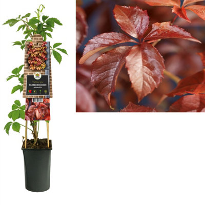 Parthenocissus Quinquefolia, 17cm Pot Size, 75cm Tall, Virginia creeper ...