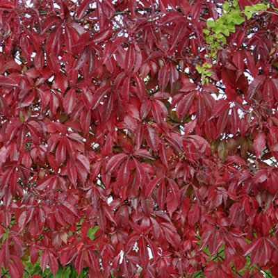 Parthenocissus Quinquefolia American Ivy Deciduous Shrub Garden Plant ...