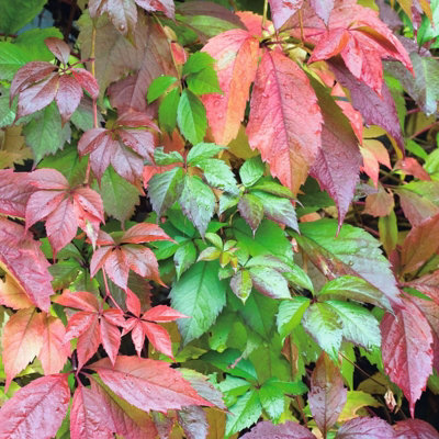 Parthenocissus quinquefolia 'Virginia Creeper' in 9cm Pot - American ...