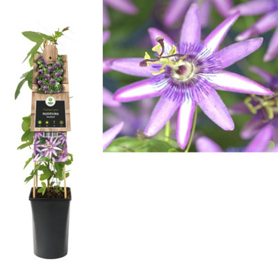 Passiflora Amethyst, 17cm Pot Size, 75cm Tall, Passionflower, Indoor ...