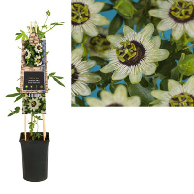 Passiflora Beauty Of Hannover, 17cm Pot Size, 75cm Tall, Anastasia ...