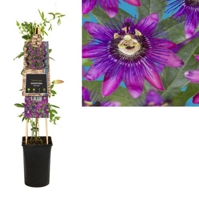 Passiflora Beervelde, 17cm Pot Size, 75cm Tall, Passion Flower,Indoor ...