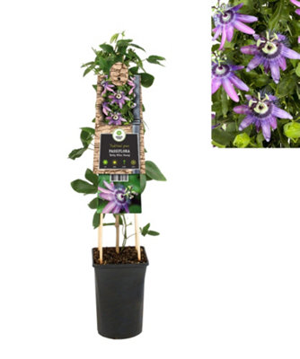 Passiflora Betty Miles Young, 17cm Pot Size, 75cm Tall, Passionflower ...