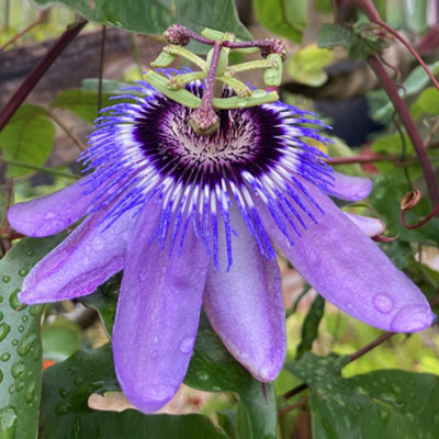 Passiflora Betty Myles Young Passion Flower Outdoor Vine Garden Plant ...