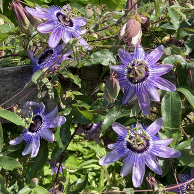 Passiflora Betty Myles Young Passion Flower Outdoor Vine Garden Plant ...