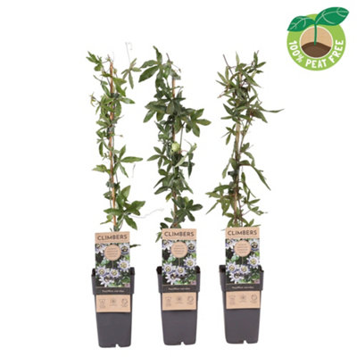 Passiflora Caerulea, 15cm Pot Size, 60cm Tall, Passionflower, Indoor ...
