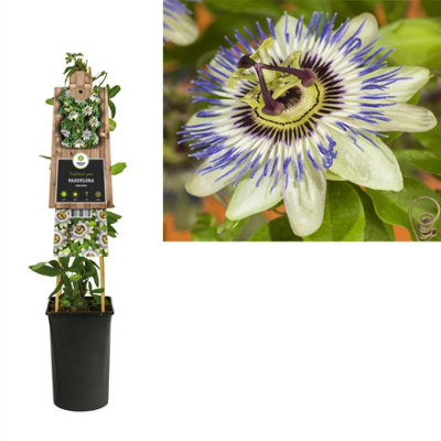 Passiflora Caerulea, 17cm Pot Size, 75cm Tall, Passionflower, Indoor ...