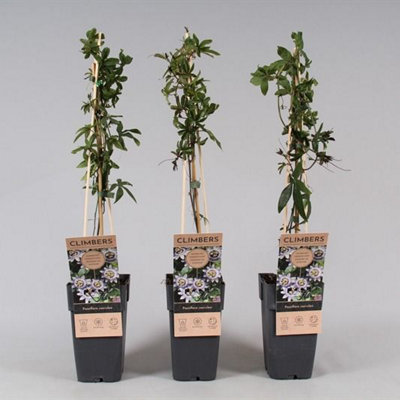 Passiflora Caerulea Constance, 15cm Pot Size, 60cm Tall, Passionflower ...