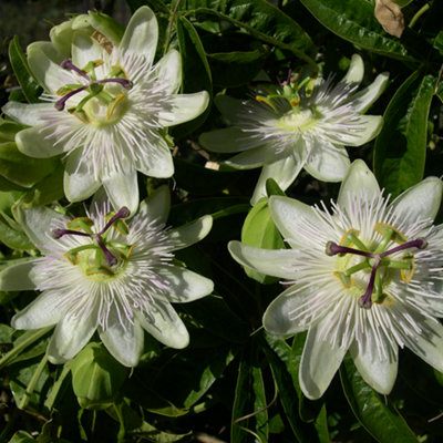 Passiflora caerulea 'Constance Elliot' Semi-Evergreen Hardy Shrub Plant ...