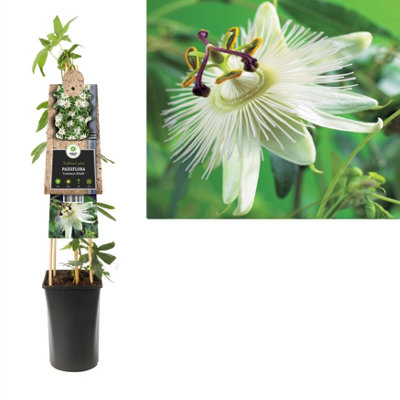 Passiflora Constance Elliott, 17cm Pot Size, 75cm Tall, Passionflower ...