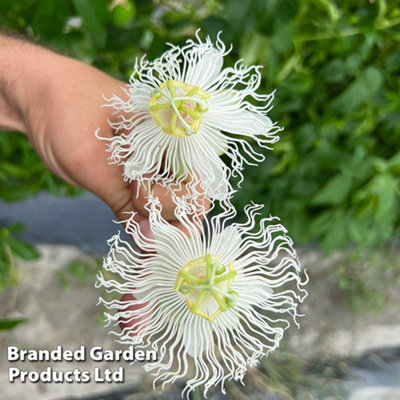 Passiflora Cooltropics Snowstar 9cm Potted Plant x 3