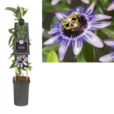 Passiflora Damsel's Delight, 17cm Pot Size, 75cm Tall, Passionflower ...