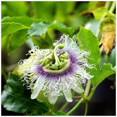 Passiflora Edulis Passion Fruit in 2L Pots, Tasty Edible Fruits | DIY ...