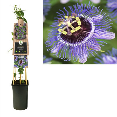 Passiflora Purple Rain, 17cm Pot Size, 75cm Tall, Passionflower, Indoor ...