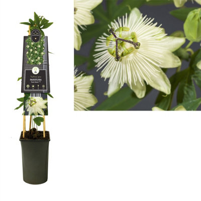 Passiflora Snow Queen, 17cm Pot Size, 75cm Tall, Passionflower, Indoor ...
