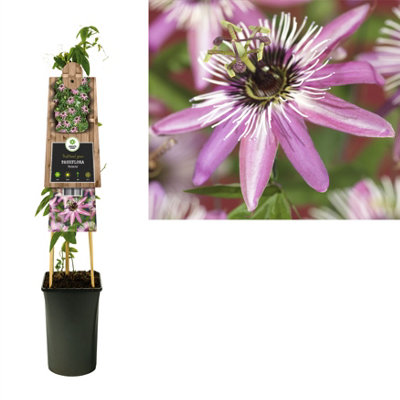PASSIFLORA VICTORIA, 17CM POT SIZE, 75CM TALL, PASSIONFLOWER, INDOOR ...