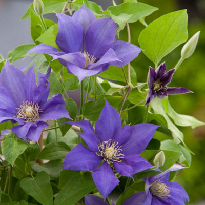 Patio Clematis Olympia Boulevard in a 10.5cm Pot Supplied as 1 x ...