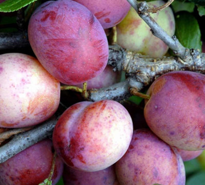 Patio Dwarf Opal Plum Fruit Tree 3-4ft Supplied in a 5 Litre Pot