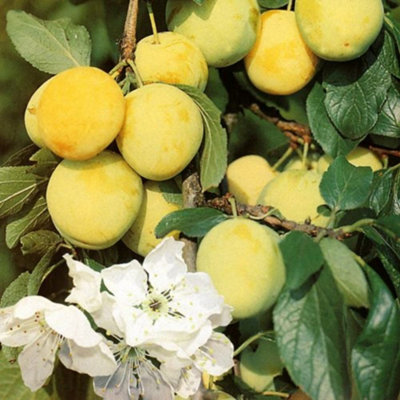 Patio Dwarf Oullins Golden Gage Plum Fruit Tree 3-4ft Supplied in a 5 ...