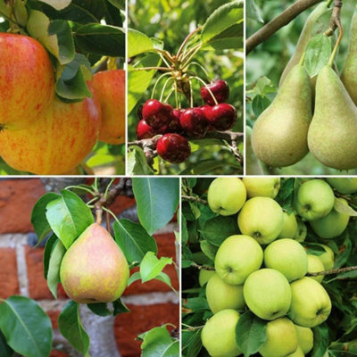 Patio Fruit Tree Collection 9cm Potted Plant x 5