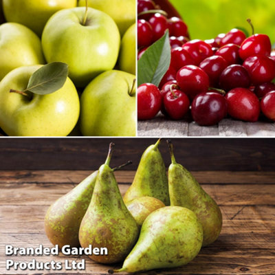 Patio Fruit Tree Collection - Mini Fruit Tree - Cherry-Apple-Pear ...