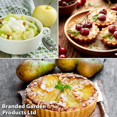 Patio Fruit Tree Collection - Mini Fruit Tree - Cherry-Apple-Pear ...