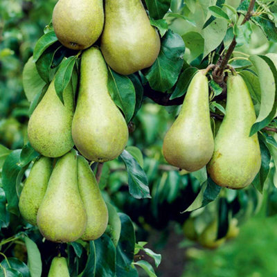 Patio Fruit Tree Collection - Mini Fruit Tree - Cherry-Apple-Pear ...