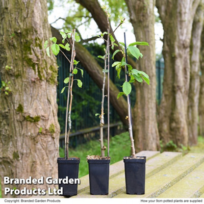 Patio Fruit Tree Collection - Mini Fruit Tree - Cherry-Apple-Pear ...