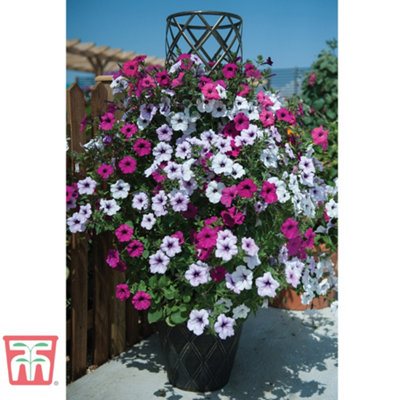 Patio Pot and Growing Frame - Tower Pot Black & Gold x 5