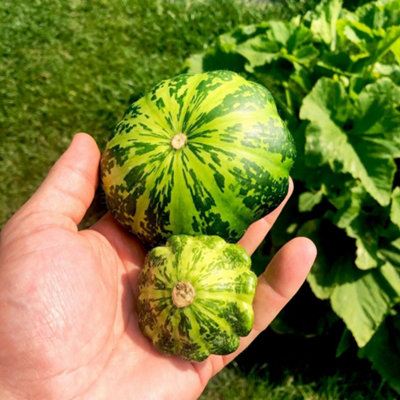 Patty Pan Squash Green Disc F1 Seeds High-Yielding Compact Plants Kew ...