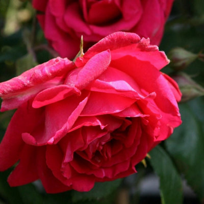 Paul's Scarlet Climber Rose Bush Red Flowering Roses Rambler Rose 4L ...