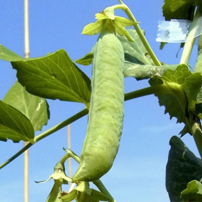 Pea Douce Provence 1 Seed Packet (270 Seeds)