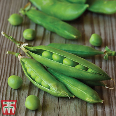 Pea Meteor 1 Seed Packet (250 Seeds)