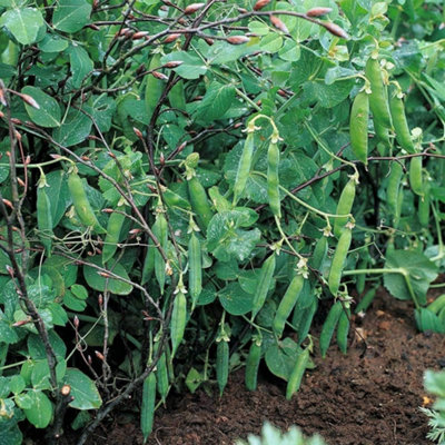 Pea Meteor 1 Seed Packet (250 Seeds)