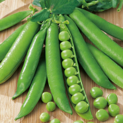 Pea Onward 6 Plug Plants vegetable