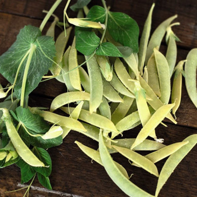Pea Sugarsnap Opal Creek 1 Seed Packet
