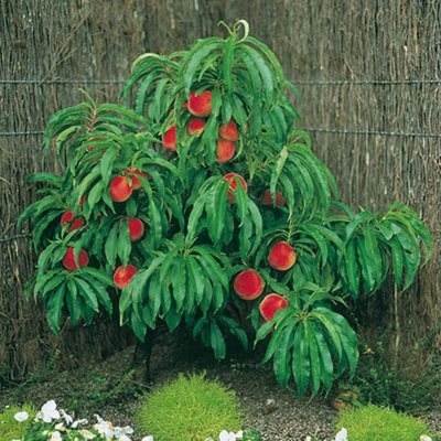 Peach Amber Patio Fruit Tree Bare Root