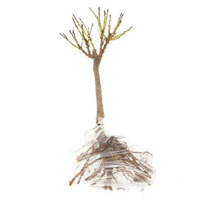 Peach Amber Patio Fruit Tree Bare Root