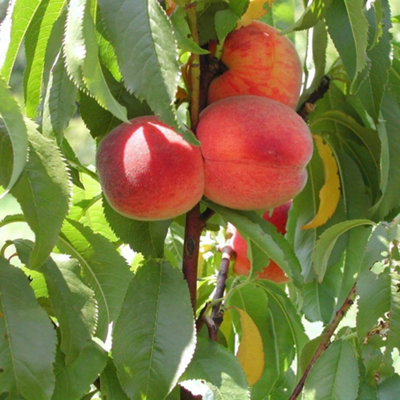 Peach Avalon Pride Outdoor Fruit Tree Bare Root SJA Rootstock 1.2m ...