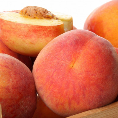 Peach Persica - Fruit Tree, Outdoor Garden Plant Patio Trees (4-5ft ...