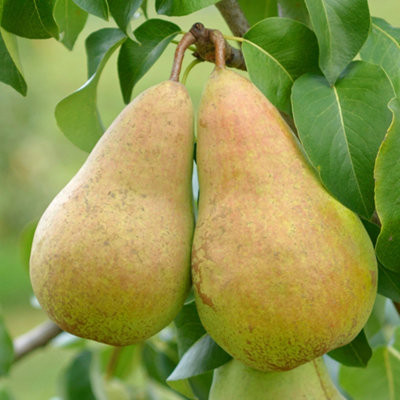 Pear Concorde - Fruit Tree, Outdoor Garden Plant Patio Trees (4-5ft ...