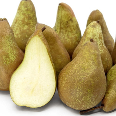 Pear Concorde - Fruit Tree, Outdoor Garden Plant Patio Trees (4-5ft ...