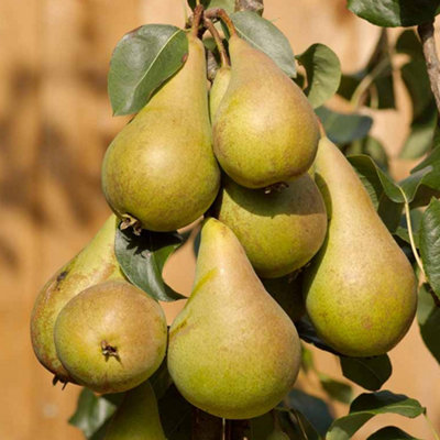 Pear Concorde - Fruit Tree, Outdoor Garden Plant Patio Trees (4-5ft ...