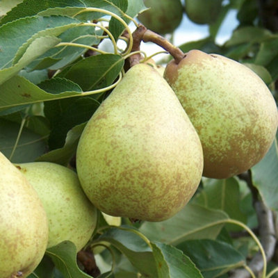 Pear Concorde - Fruit Tree, Outdoor Garden Plant Patio Trees (4-5ft ...