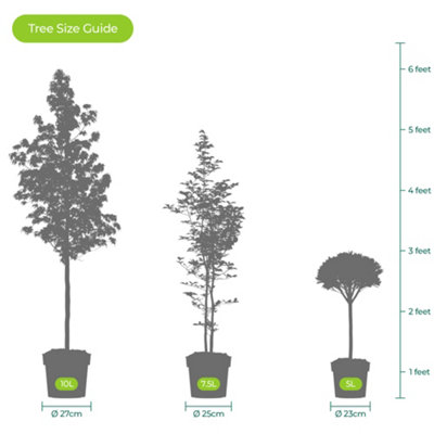 Pear Concorde - Fruit Tree, Outdoor Garden Plant Patio Trees (4-5ft ...