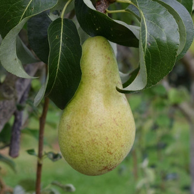 Pear Concorde Fruiting Outdoor Fruit Tree 9L Pot QA Rootstock 1.2m ...